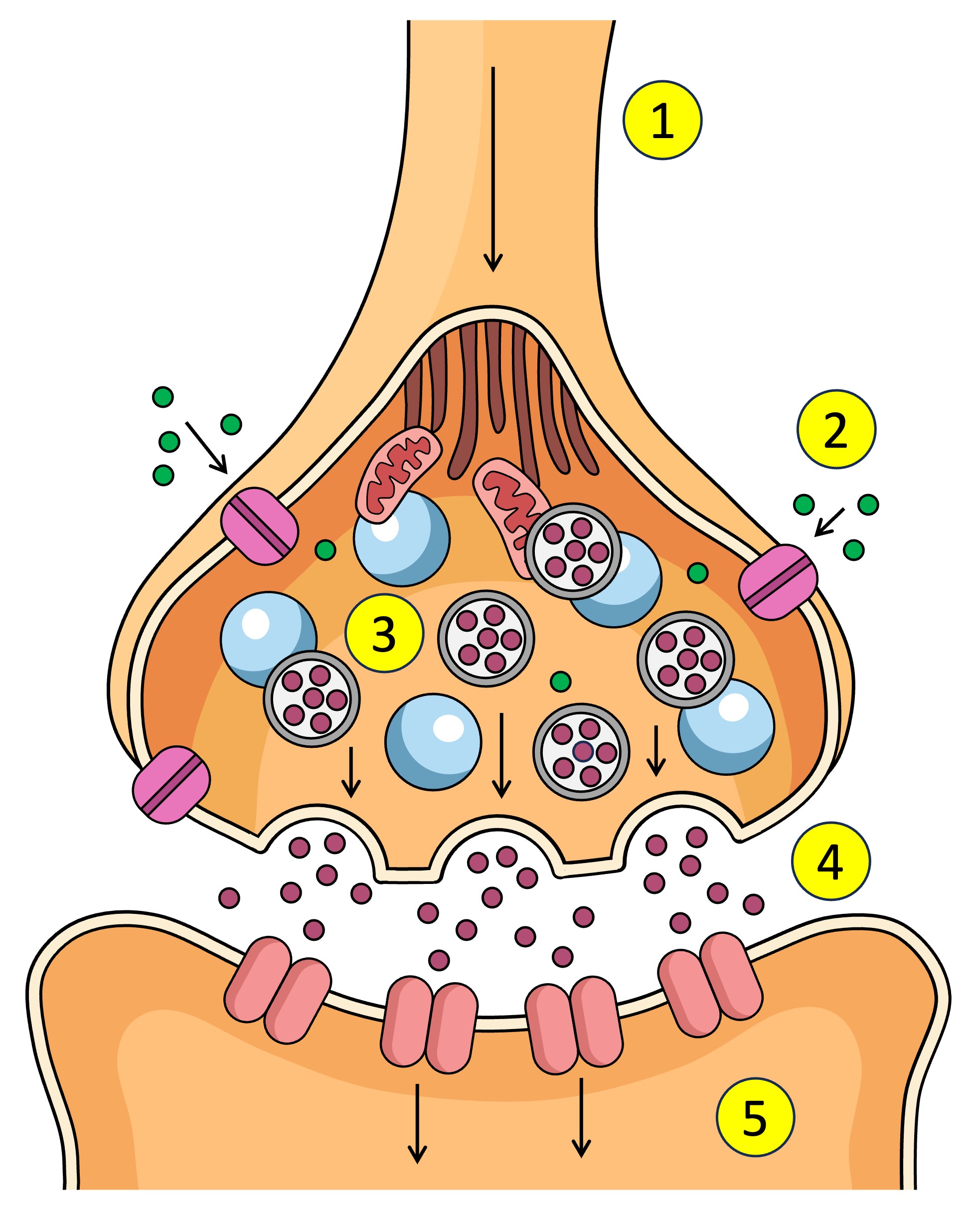 Synaptic Transfer